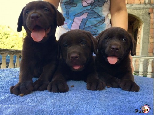 Labrador retriver