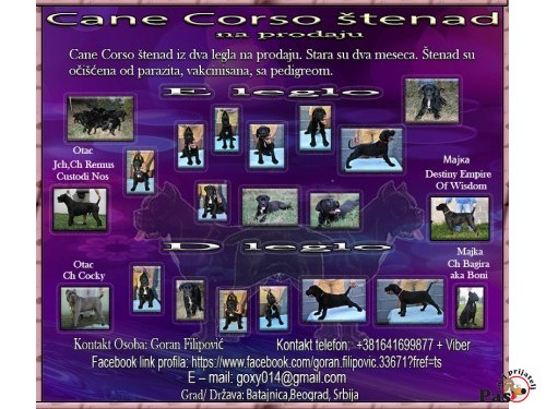 Cane Corso