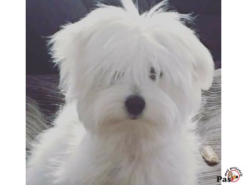 Coton de tulear - Tulearski pas