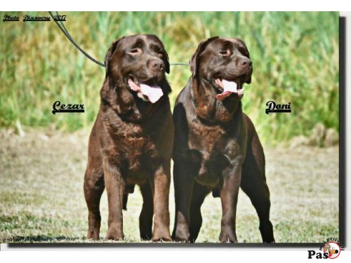 Labrador retriver