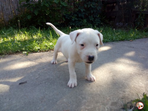 Dogo argentino