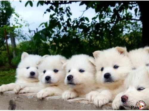 Samojed