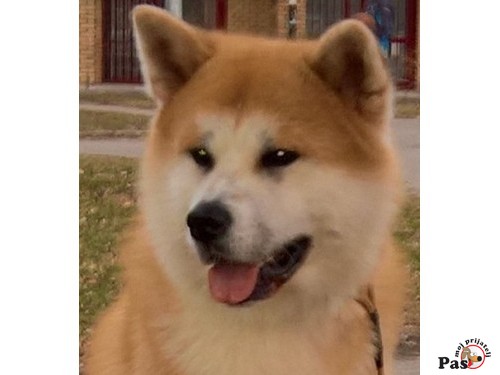 Akita Inu