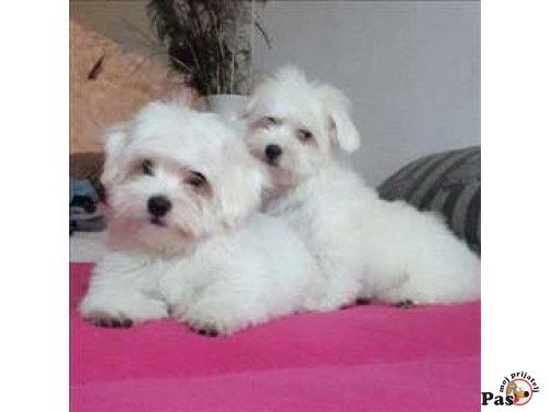 Coton de tulear - Tulearski pas