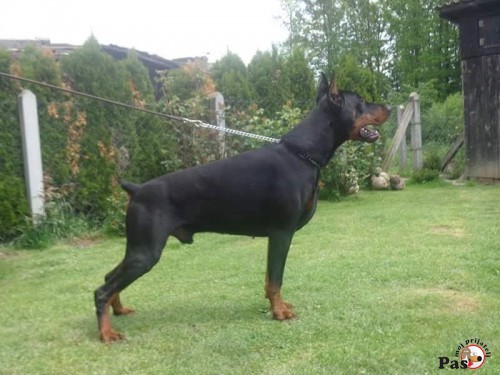 Doberman