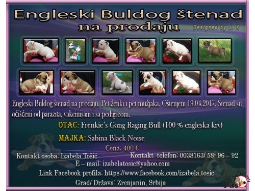 Engleski buldog