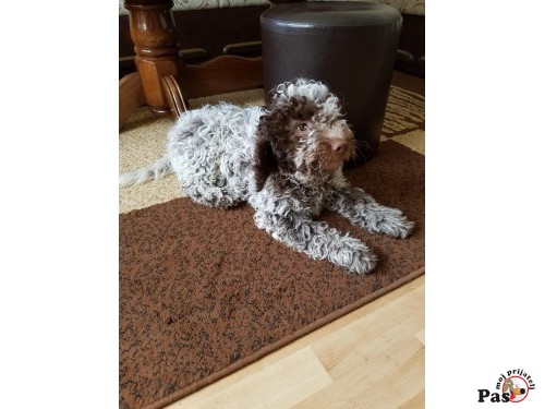 Lagotto romagnolo