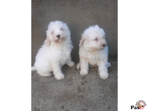 Lagotto romagnolo