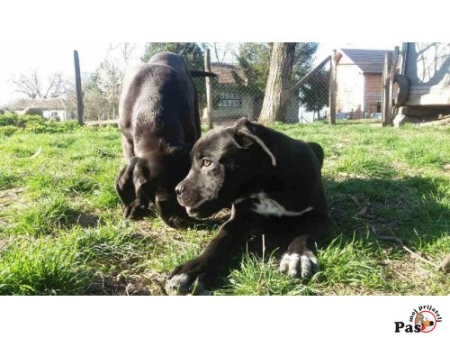 Cane Corso