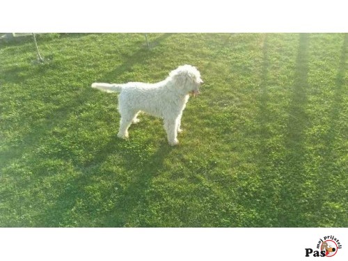 Lagotto romagnolo