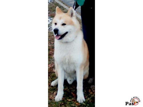 Akita Inu