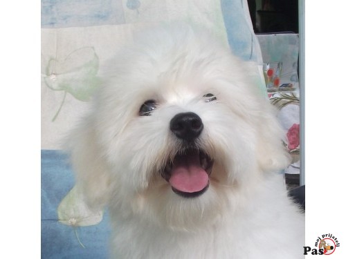 Coton de tulear - Tulearski pas