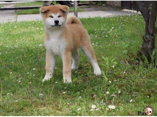 Akita Inu