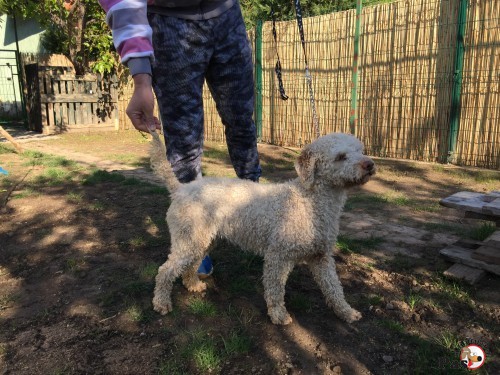 Lagotto romagnolo