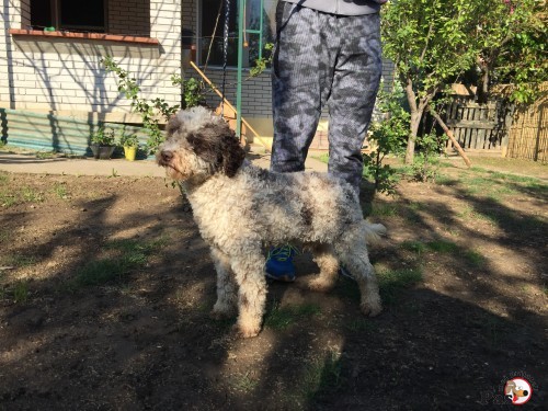 Lagotto romagnolo