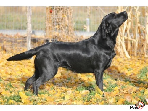 Labrador retriver