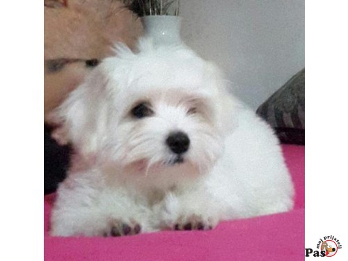 Coton de tulear - Tulearski pas