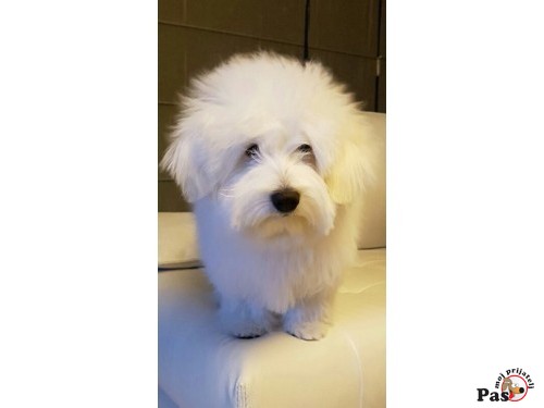 Coton de tulear - Tulearski pas