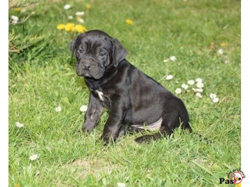 Cane Corso