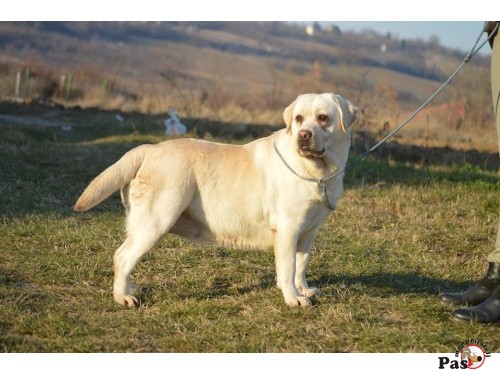 Labrador retriver