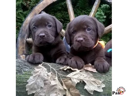 Labrador retriver