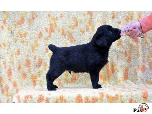 Labrador retriver