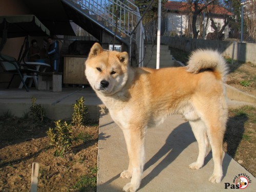 Akita Inu