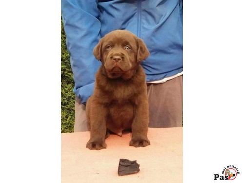 Labrador retriver