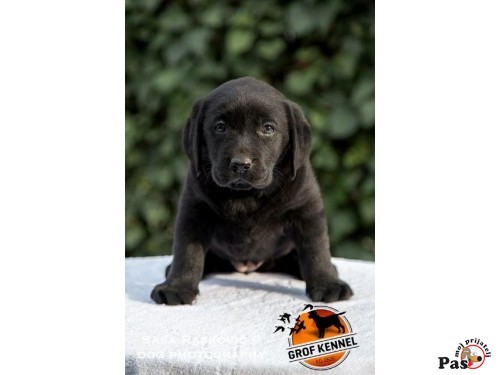 Labrador retriver