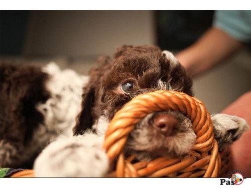 Lagotto romagnolo