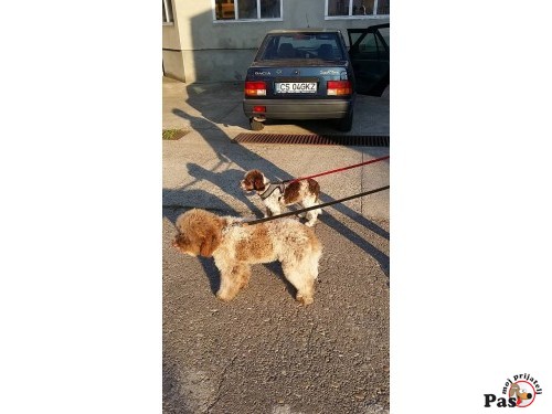 Lagotto romagnolo