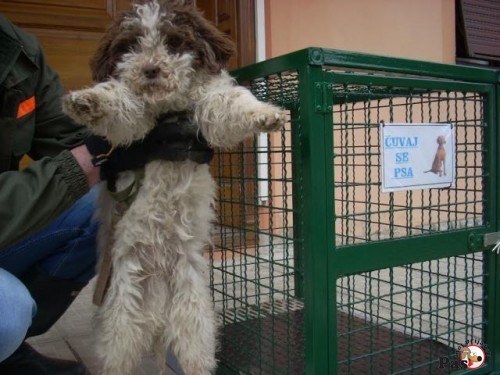 Lagotto romagnolo