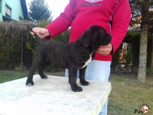 Cane Corso