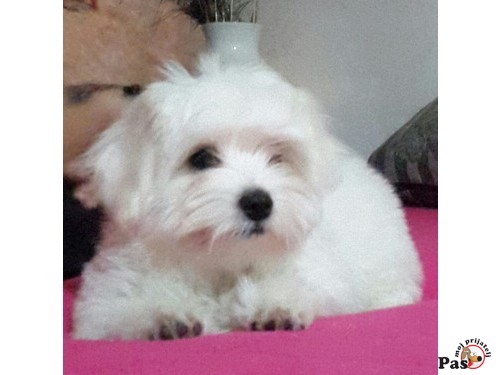 Coton de tulear - Tulearski pas