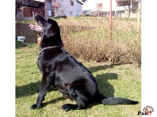 Labrador retriver