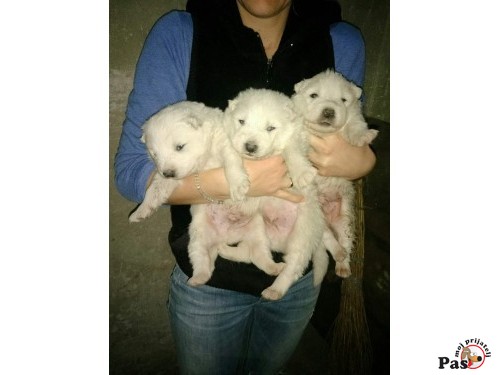 Samojed