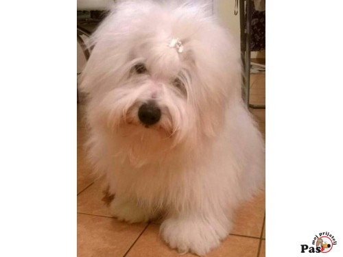 Coton de tulear - Tulearski pas