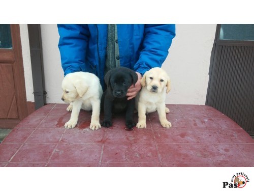 Labrador retriver