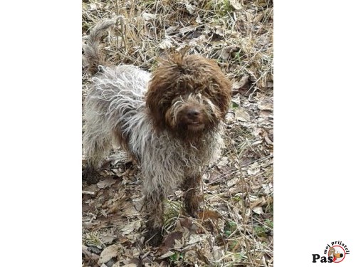 Lagotto romagnolo