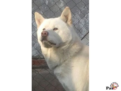 Akita Inu