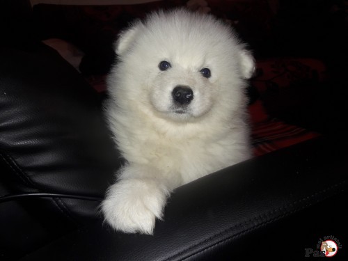 Samojed