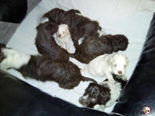 Lagotto romagnolo