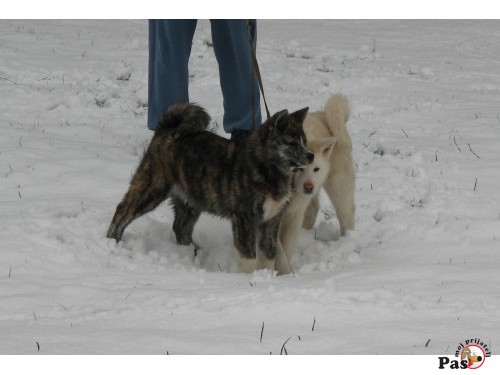 Akita Inu