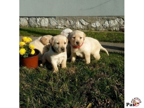 Labrador retriver