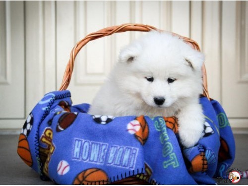 Samojed