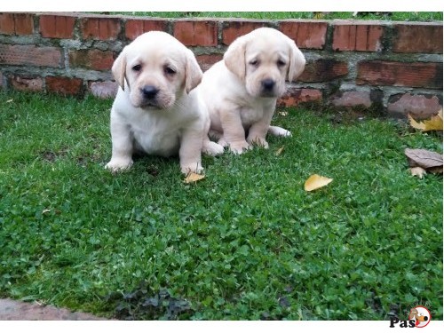 Labrador retriver