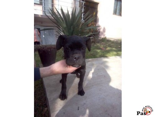 Cane Corso