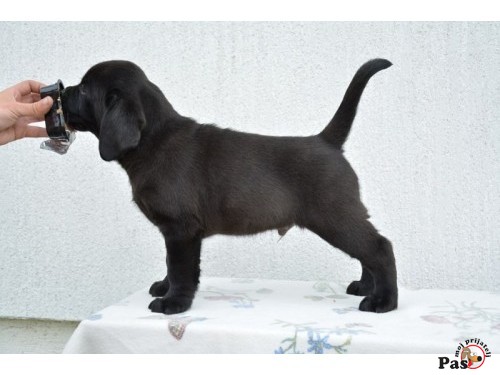 Labrador retriver