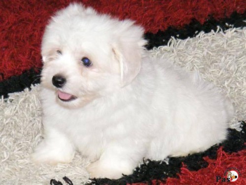 Coton de tulear - Tulearski pas