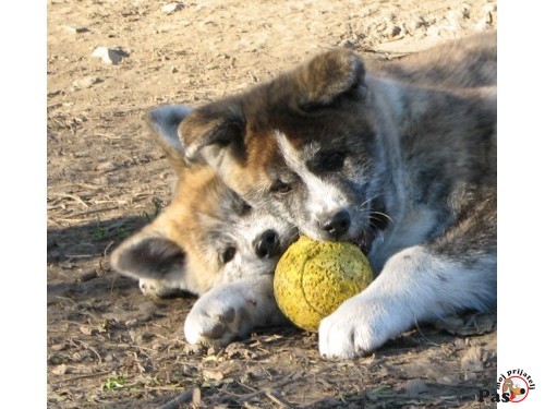 Akita Inu